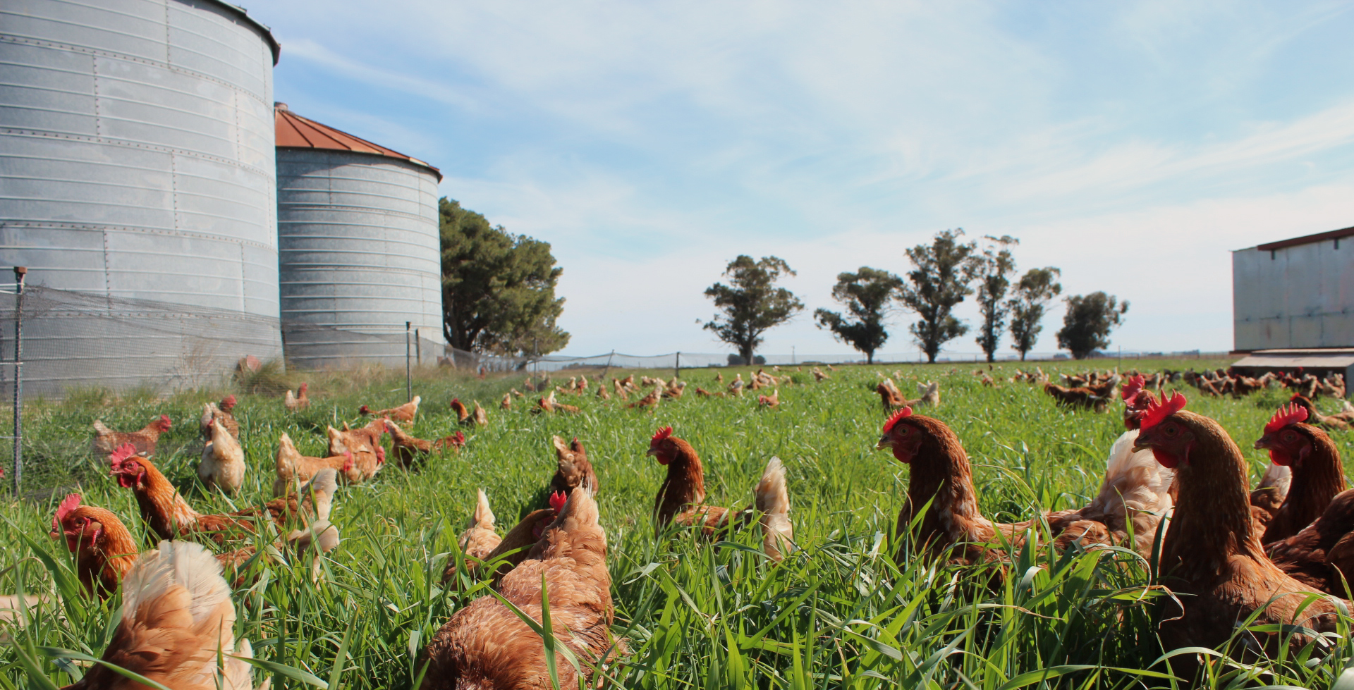 Huevos de Gallinas Felices